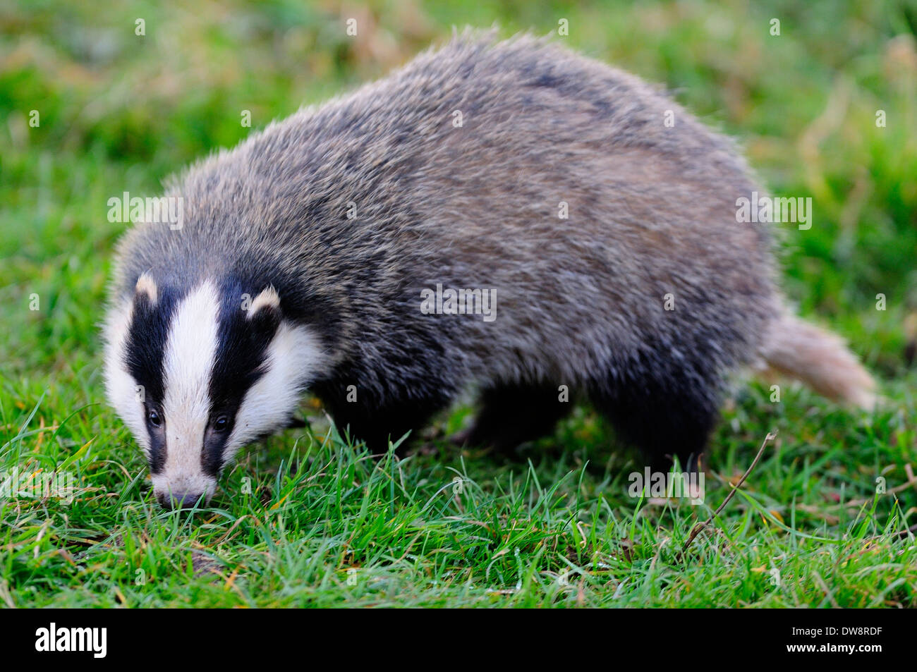 badger meles nocturnal mammal mustelid mustelids Mustelidae Carnivora ...
