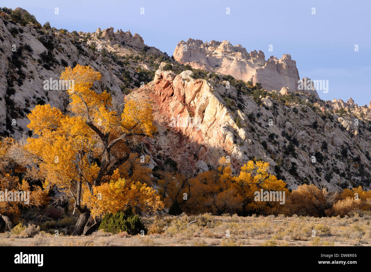 Cottonwood trees lining Cottonwood Creek, Cottonwood Canyon, rock ...