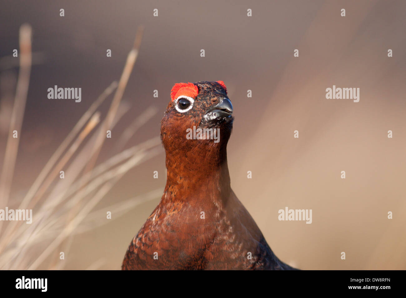 Male Red grouse (Lagopus lagopus scotica), Highlands, Scotland, UK ...