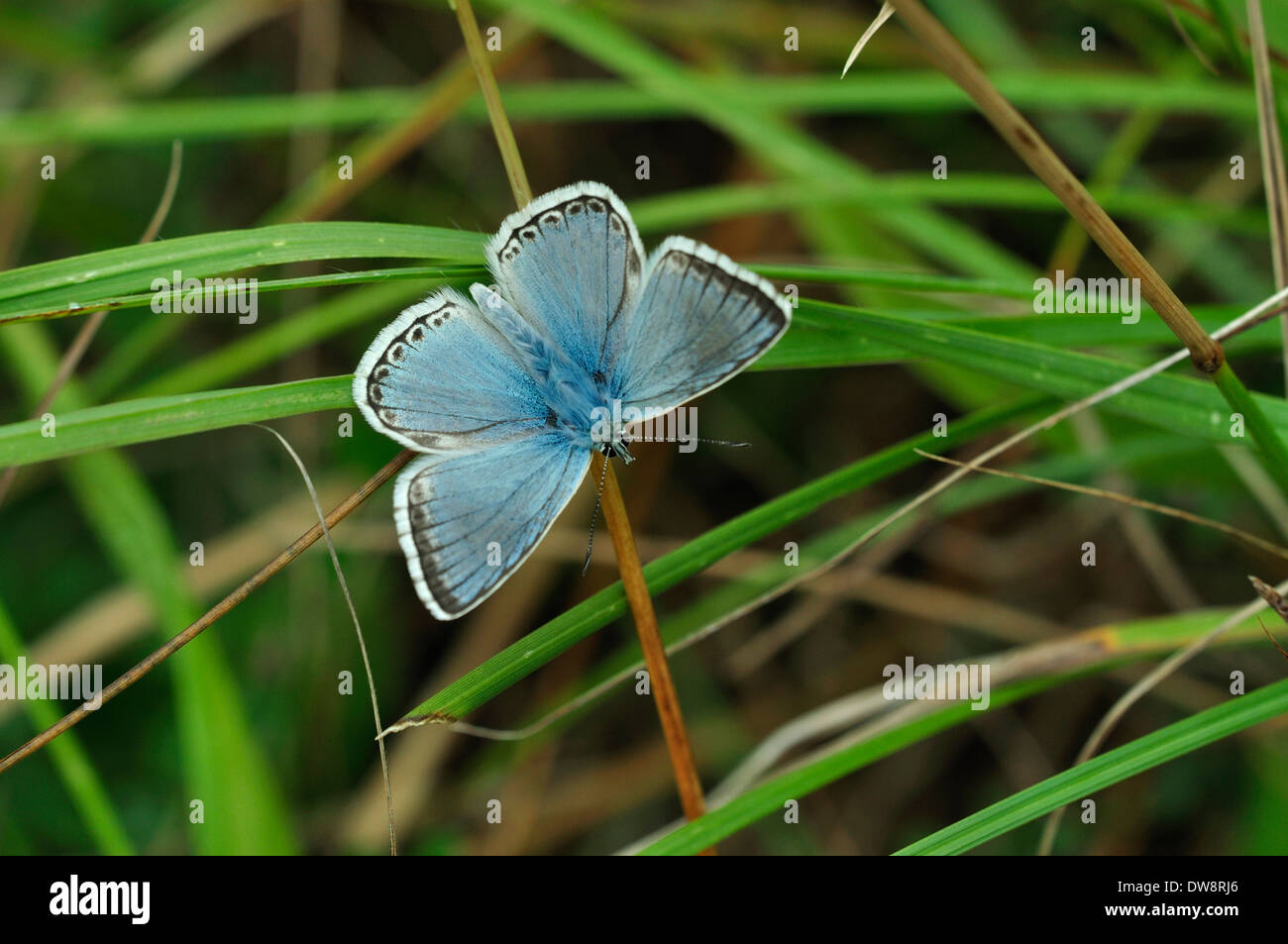chalkhill blue lysandra coridon Lycaenidae butterfly insect ...