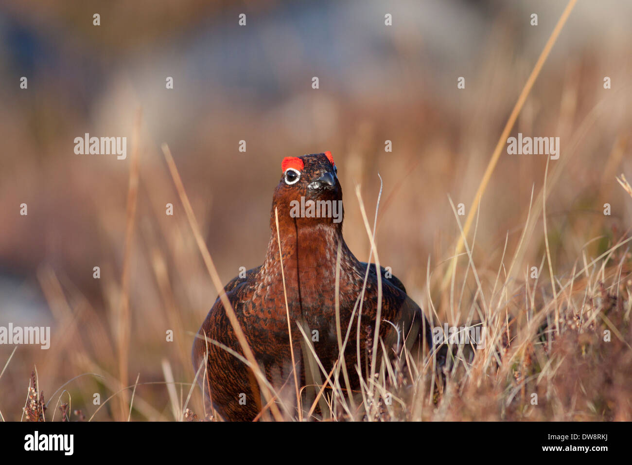 Male Red grouse (Lagopus lagopus scotica), Highlands, Scotland, UK ...