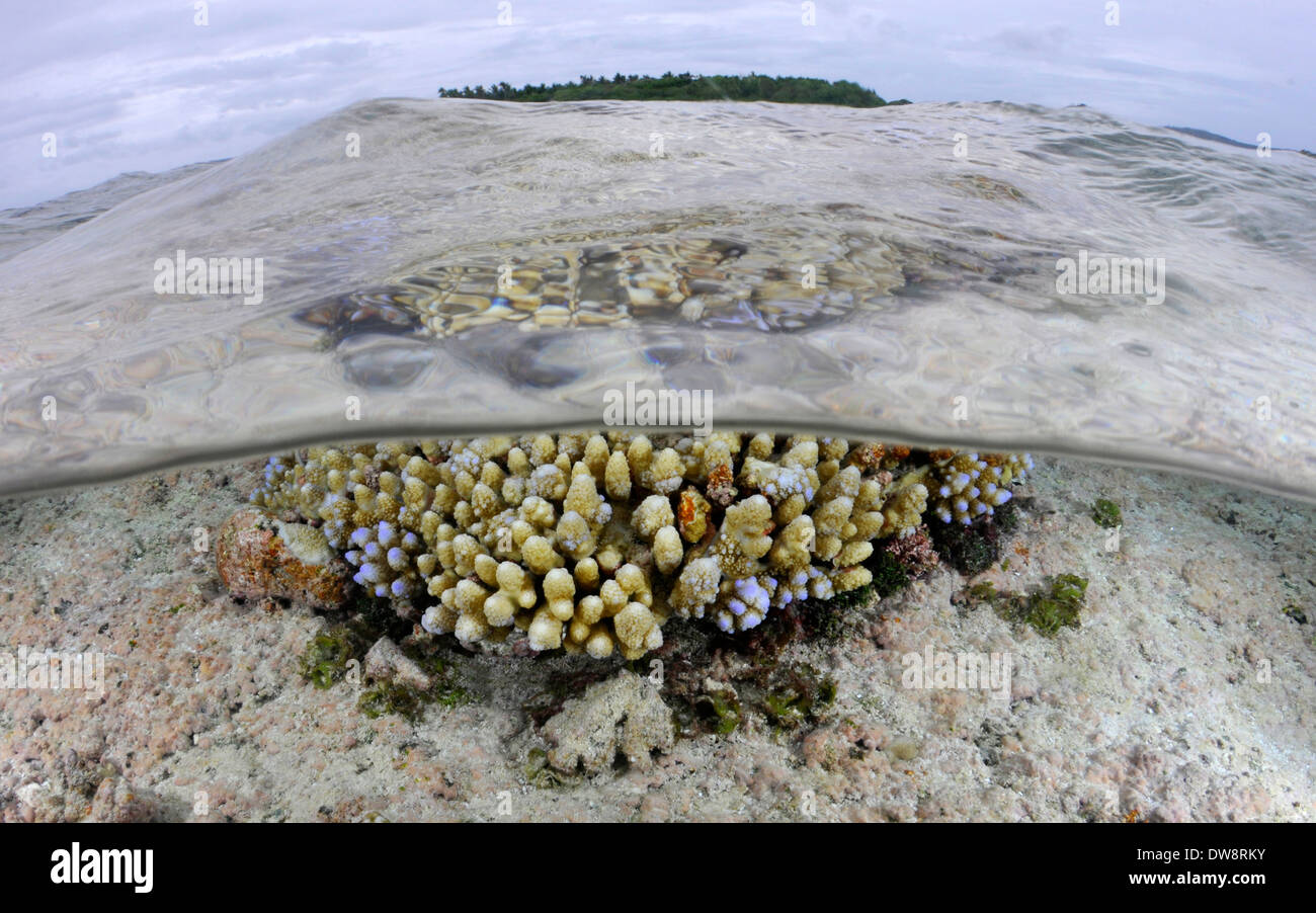 Branching purple-tipped coral head, Acropora digitifera, in the shallow ...