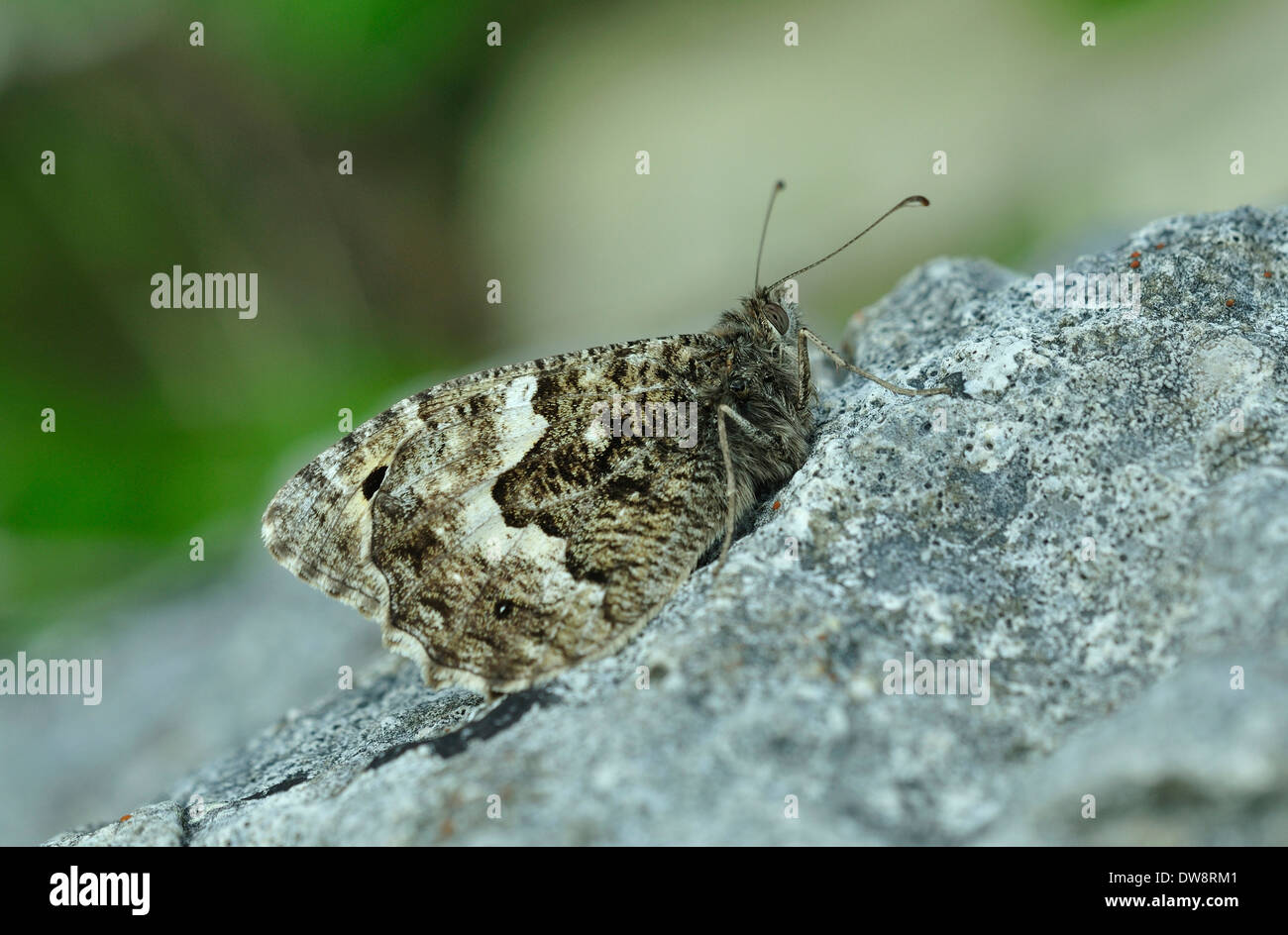 Hipparchia hi-res stock photography and images - Alamy