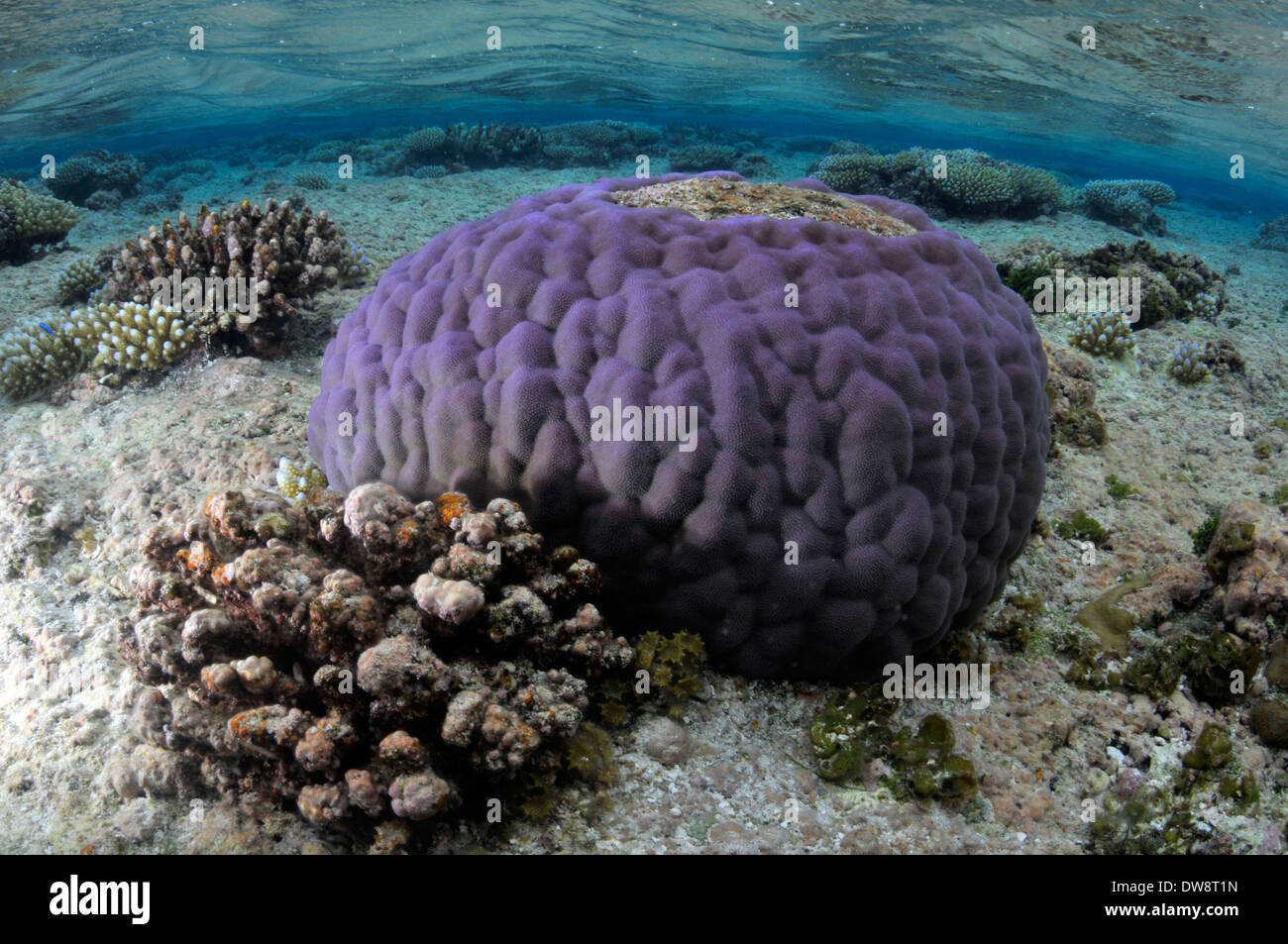 Purple rice coral head, Porites sp., in the shallow waters of Nukuifala ...