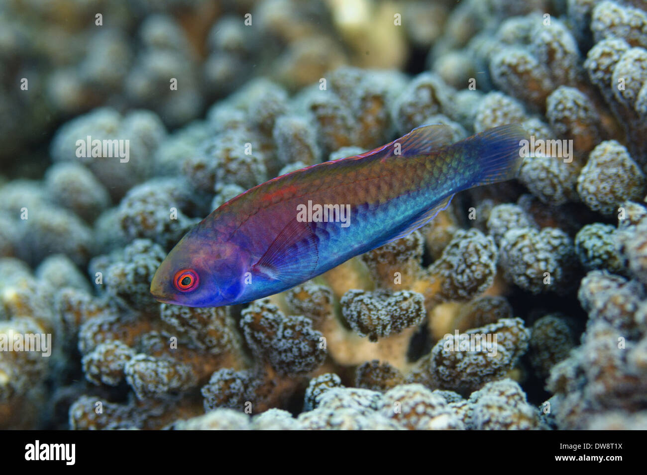 Solar Fairy-wrasse (Cirrhilabrus solorensis) adult swimming Gereja Tua ...