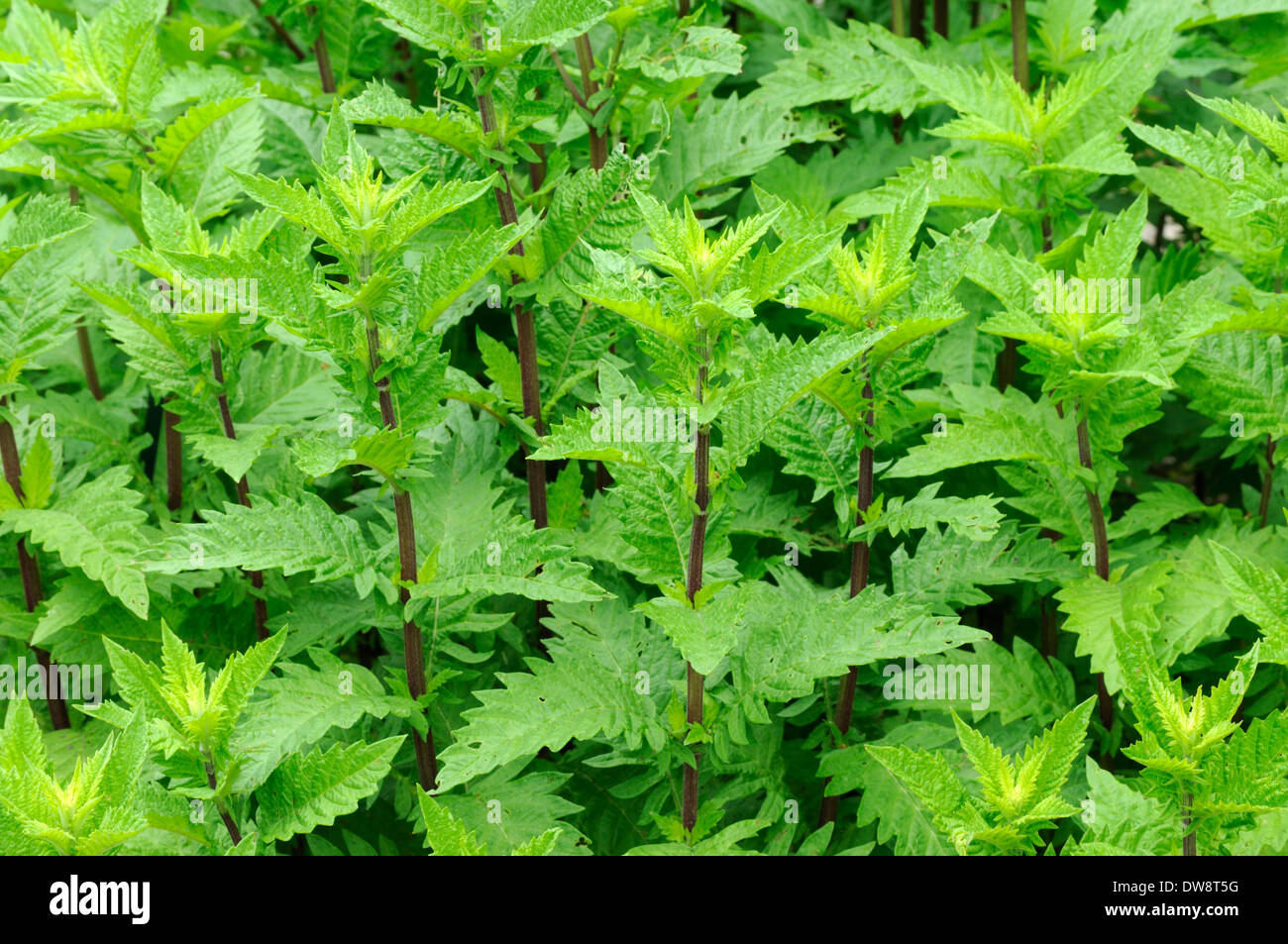 Virginia bugleweed hi-res stock photography and images - Alamy