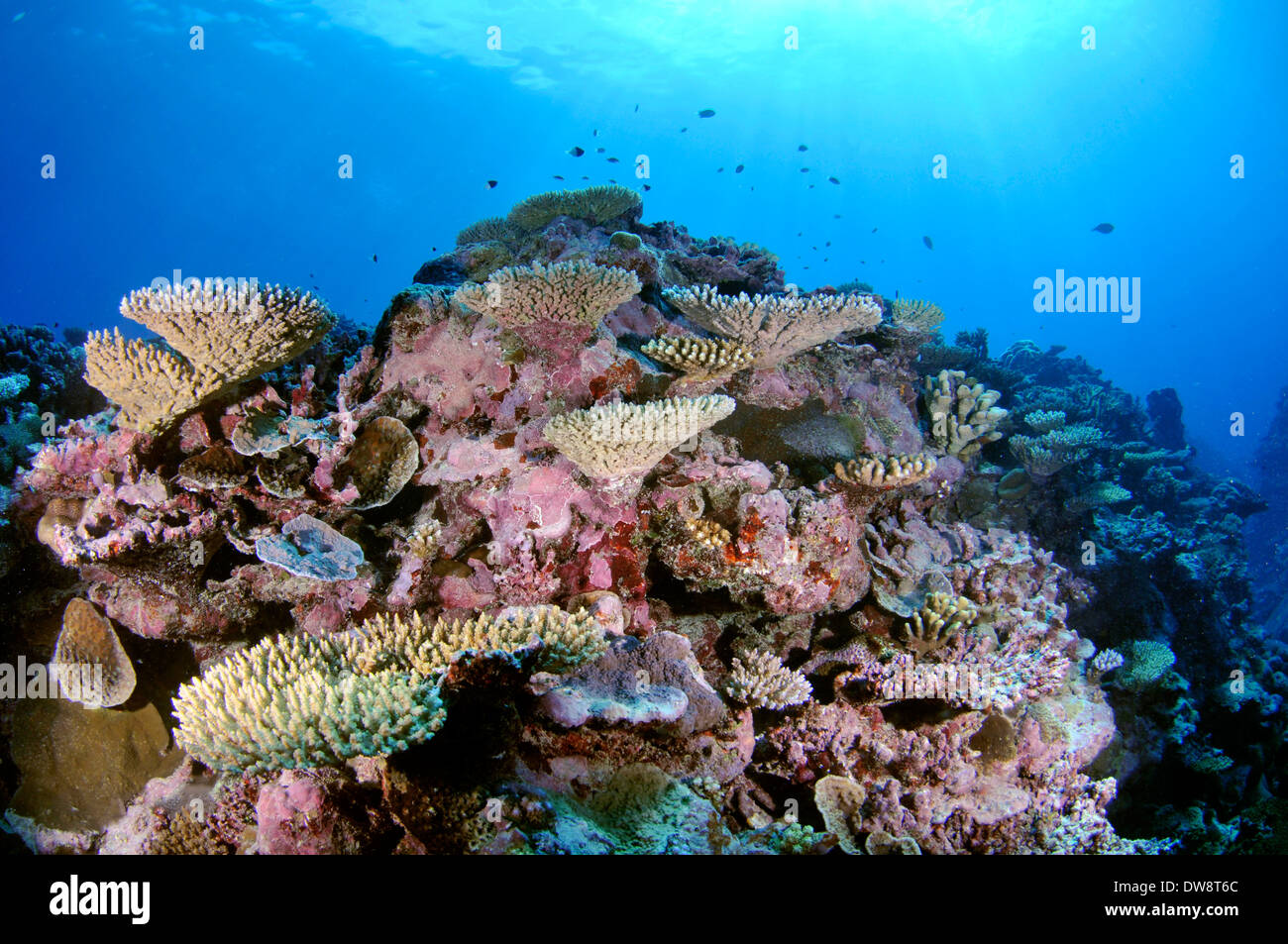 Diverse tropical ecosystem hi-res stock photography and images - Alamy