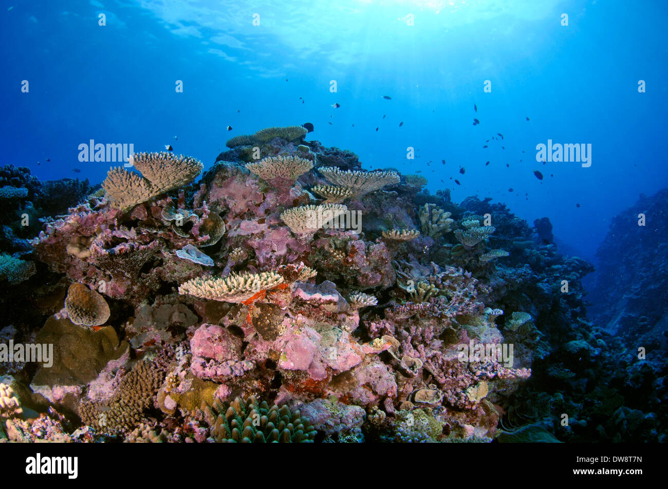 Highly diverse coral reef, Fugavea Pass, Uvea Island, Wallis and Futuna ...