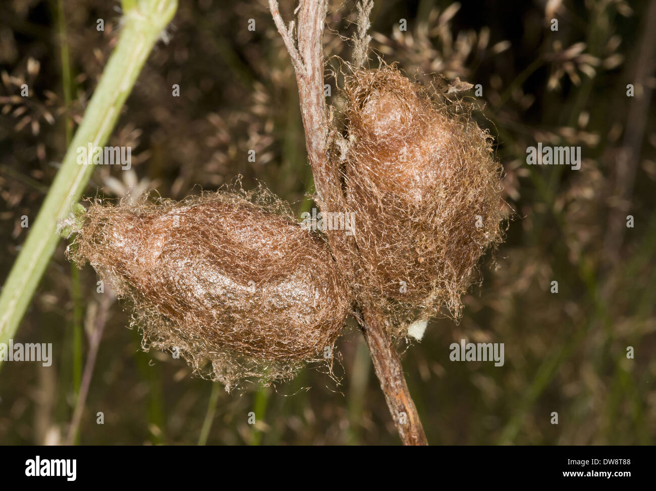 Emperor Moth (Saturnia pavonia) pupal cocoons attached to heather twig ...