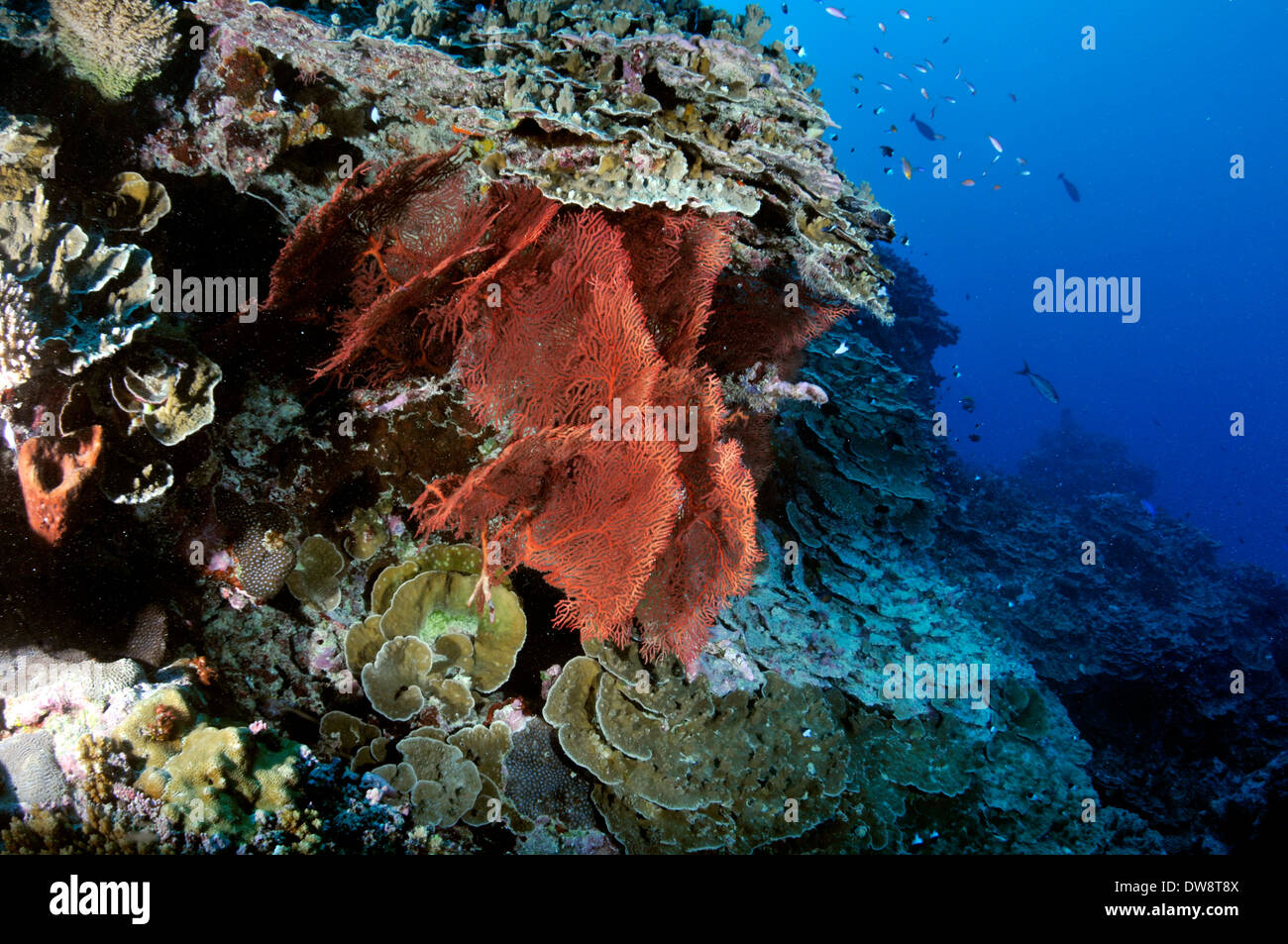 Red wallis island hi-res stock photography and images - Alamy
