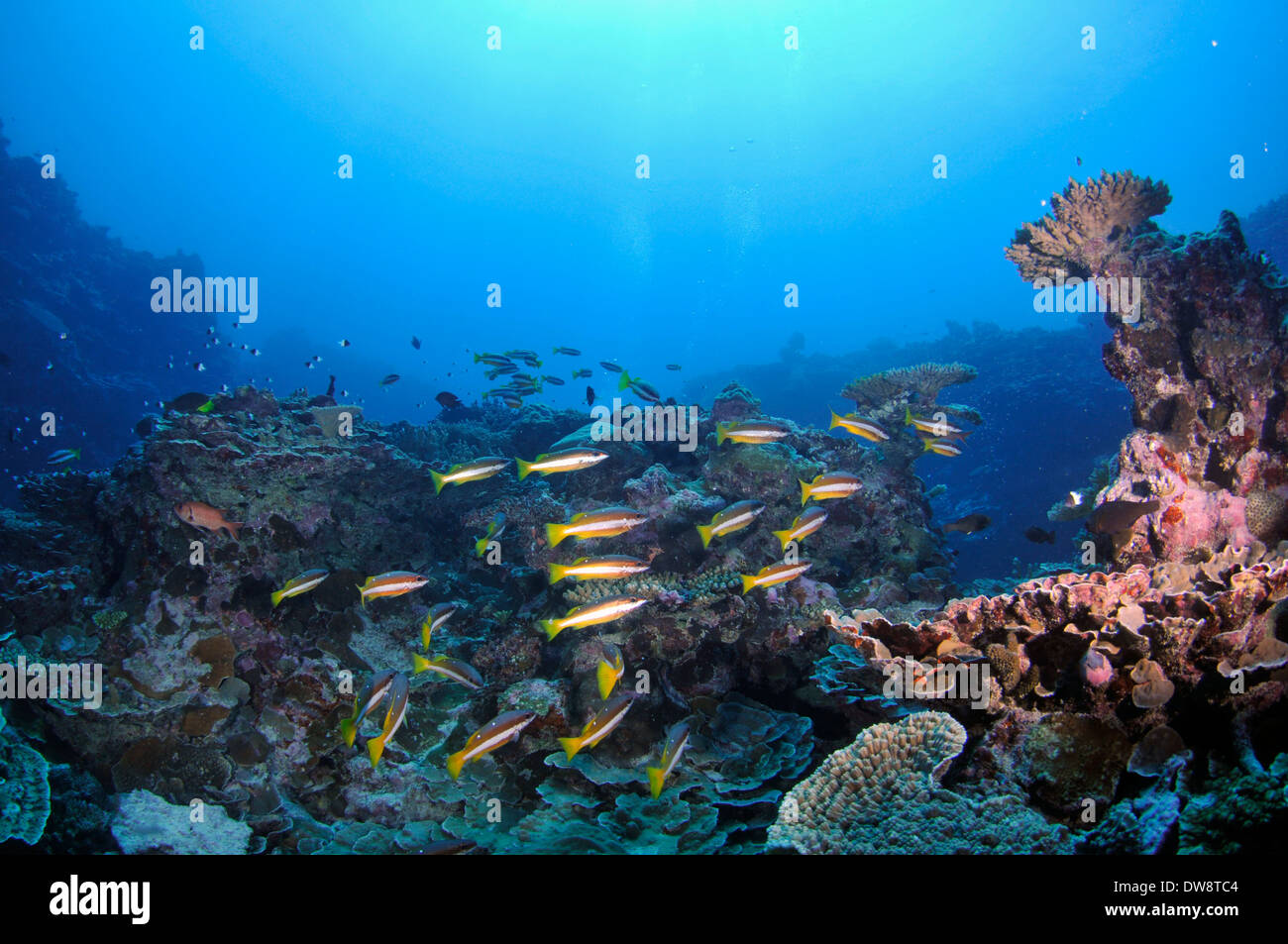 Group of two-spot snapper, Lutjanus biguttatus, in a healthy coral reef ...