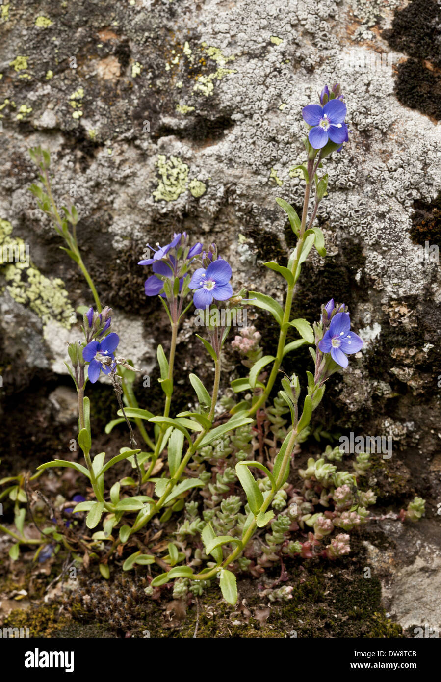 Rock speedwell veronica fruticans hi-res stock photography and images ...