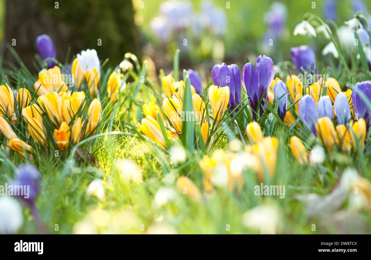 Field of crocus hi-res stock photography and images - Alamy