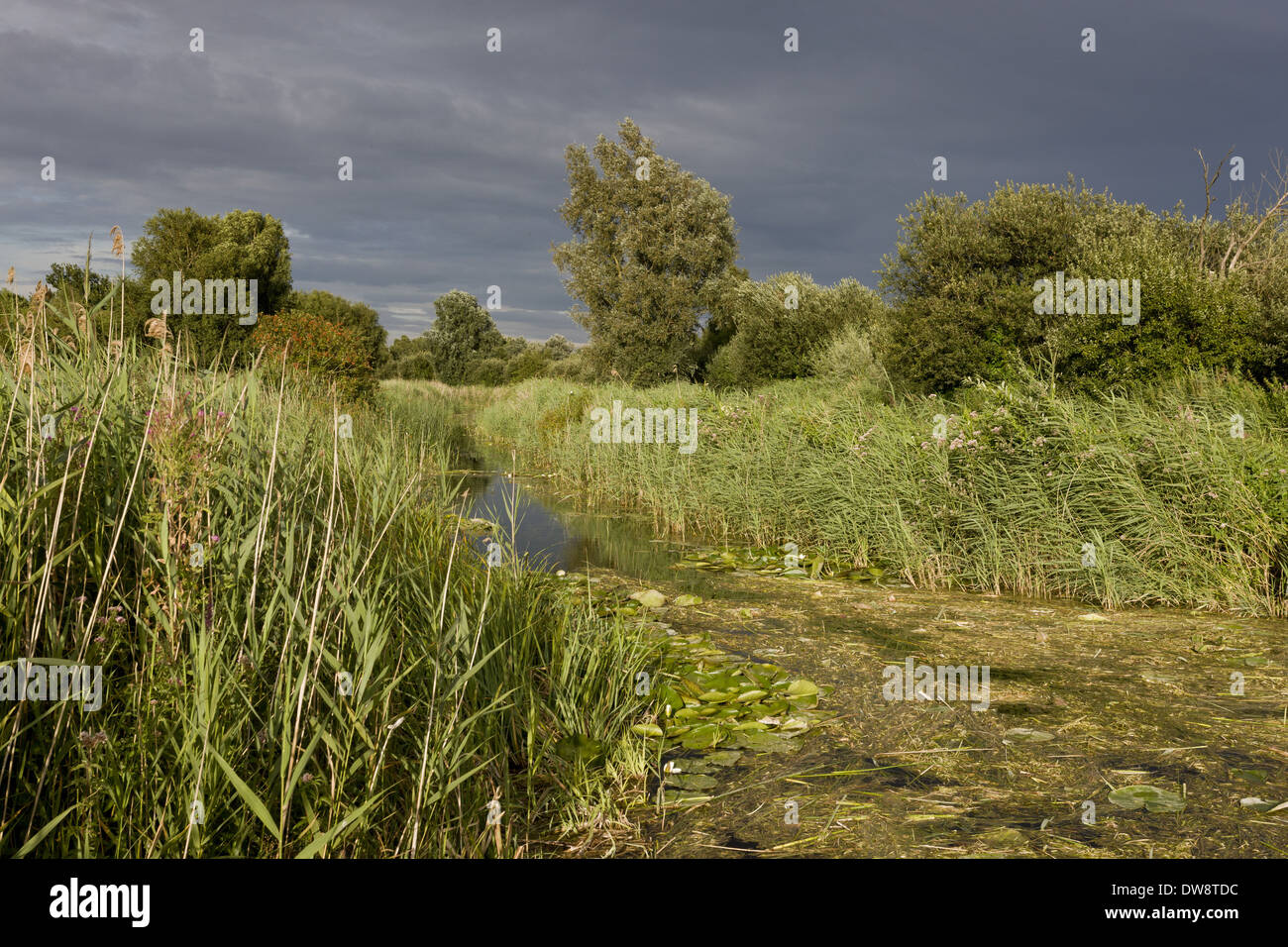 Common Reed (Phragmites australis) reedbed and ditch habitat Wicken Fen ...