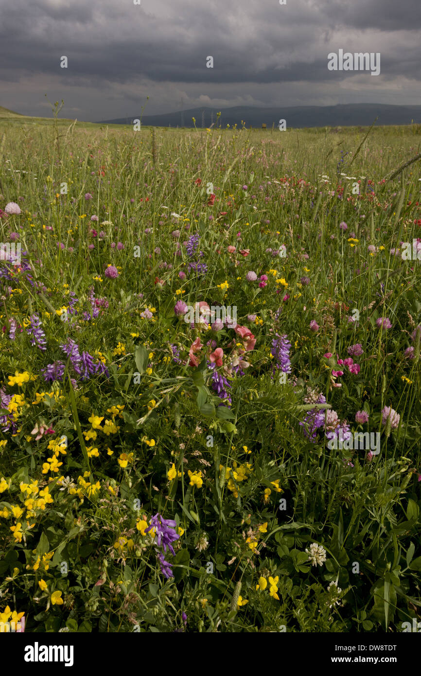 Middle eastern plants hi-res stock photography and images - Alamy