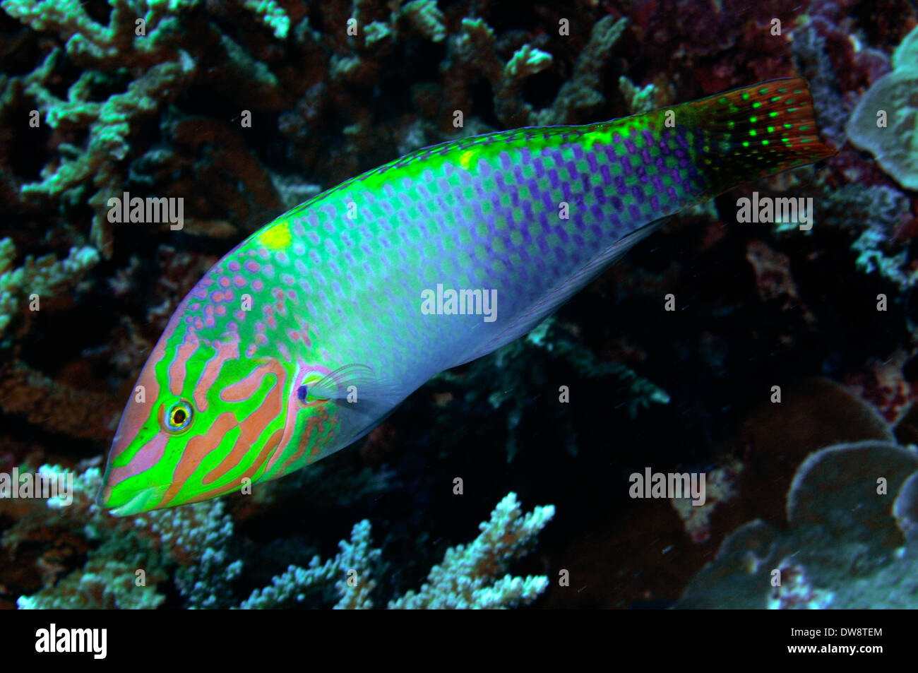 Neon wrasse hi-res stock photography and images - Alamy
