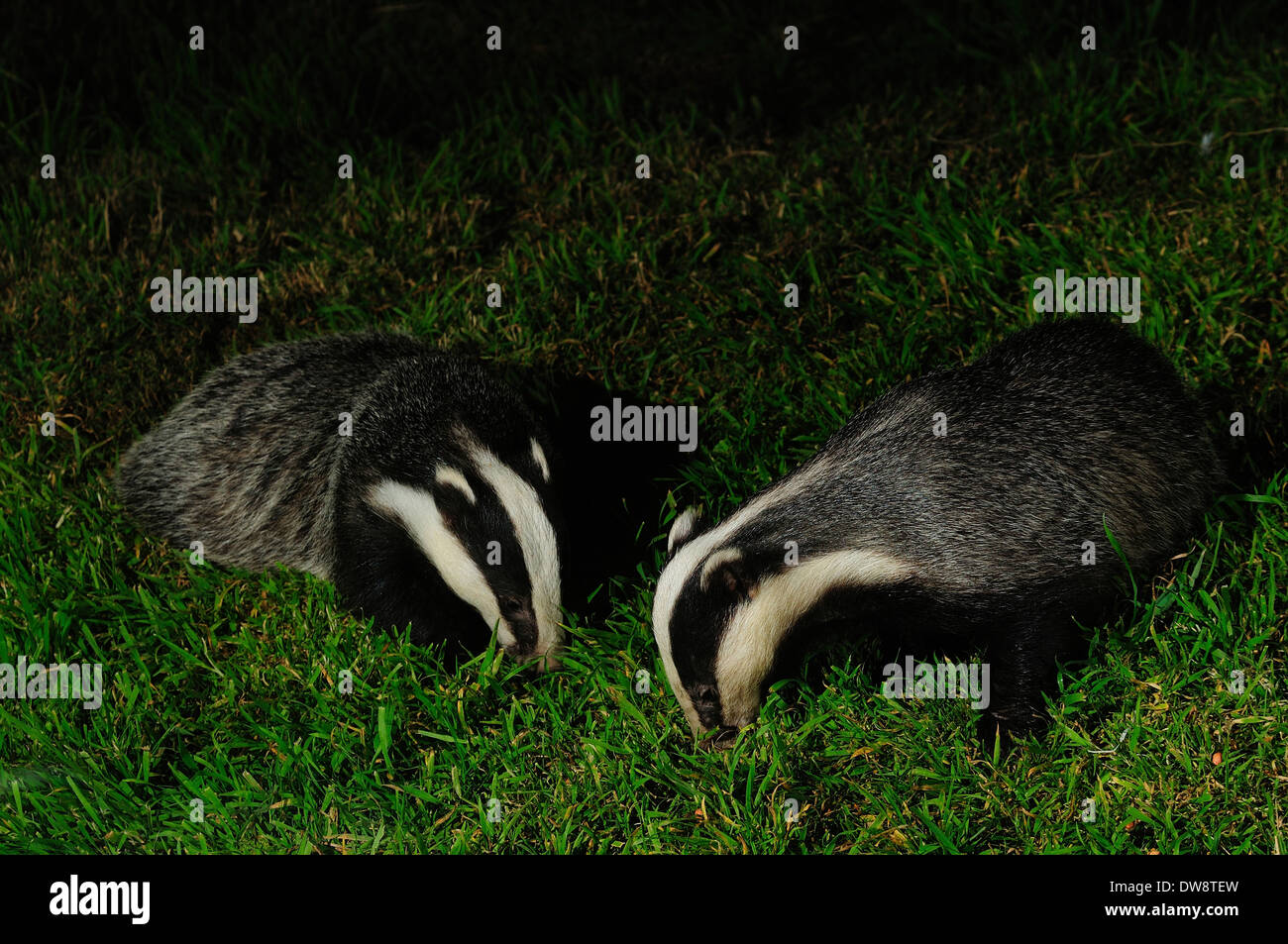 Mustelids Stock Photos & Mustelids Stock Images - Alamy