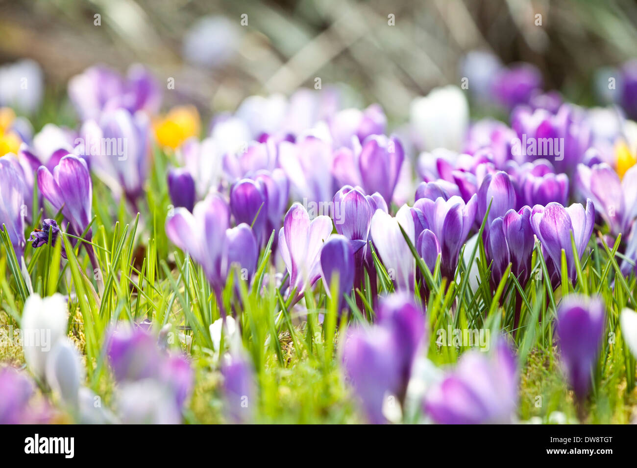 Field of crocus hi-res stock photography and images - Alamy
