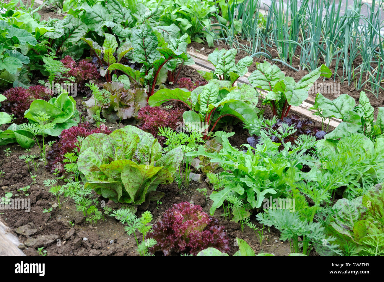 Vegetables garden bed hi-res stock photography and images - Alamy
