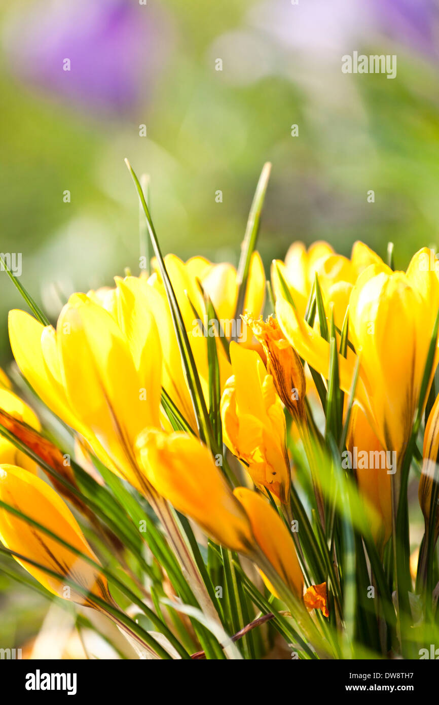 Field of crocus hi-res stock photography and images - Alamy