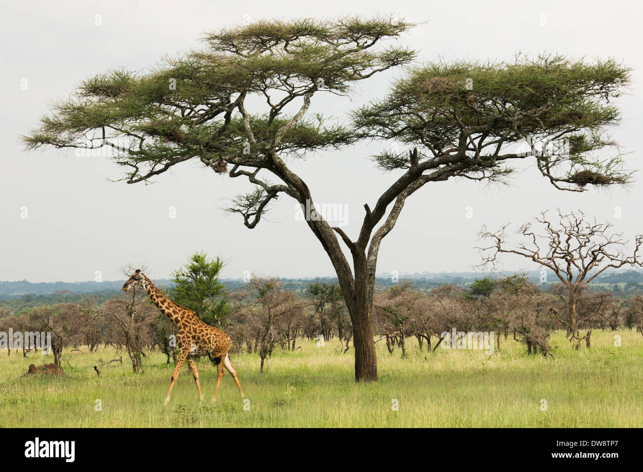 Giraffe Under Tree High Resolution Stock Photography and Images - Alamy