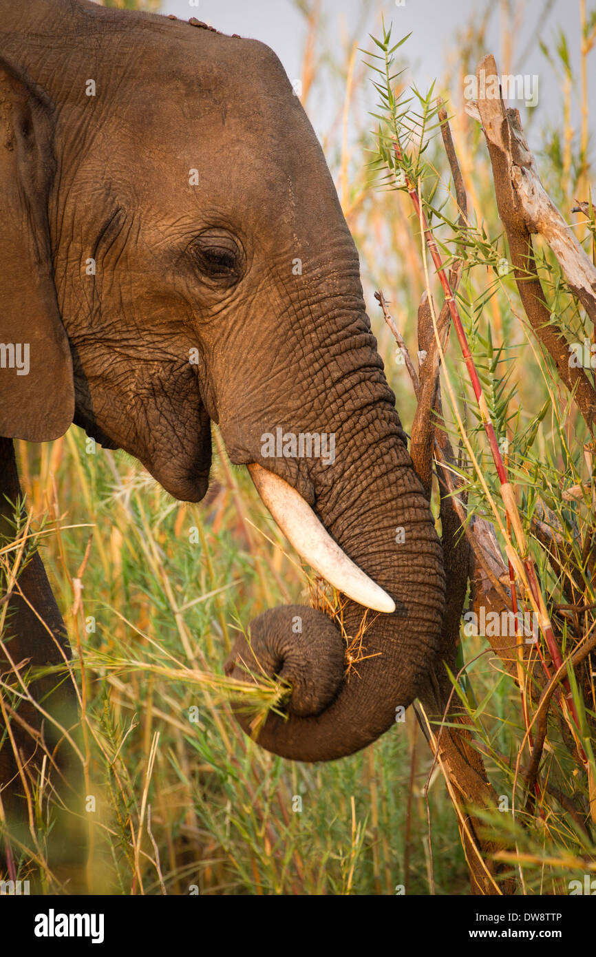Elefante headshot hi-res stock photography and images - Alamy
