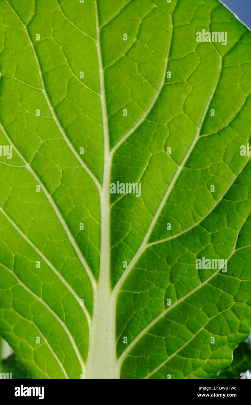 Pak choi leaves hi-res stock photography and images - Alamy