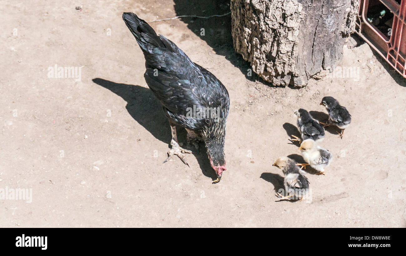 Packed earth hi-res stock photography and images - Alamy