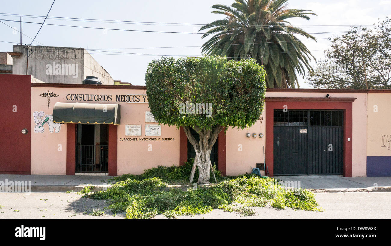 sidewalk ficus tree clipped into ornamental boxed shape with trimmed ...
