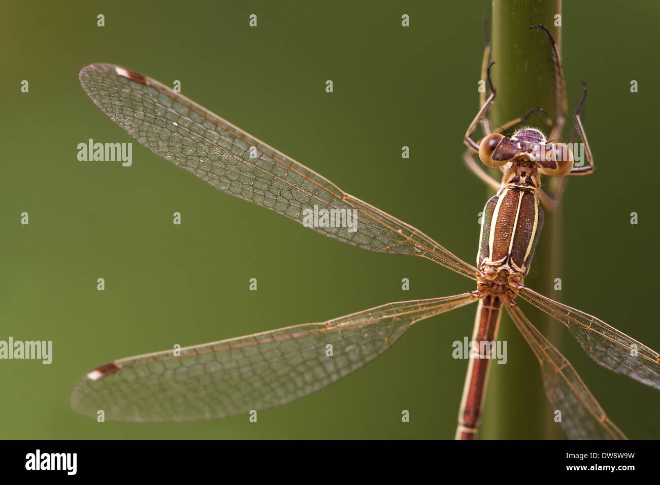 Dragonfly dorsal view hi-res stock photography and images - Alamy