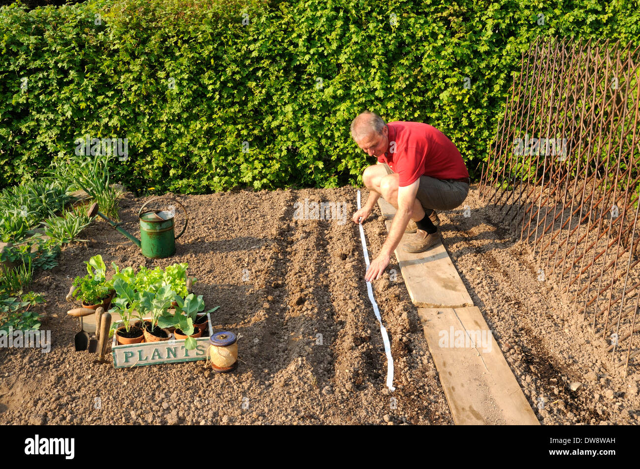 Man preparing vegetable bed / seed strip Stock Photo - Alamy