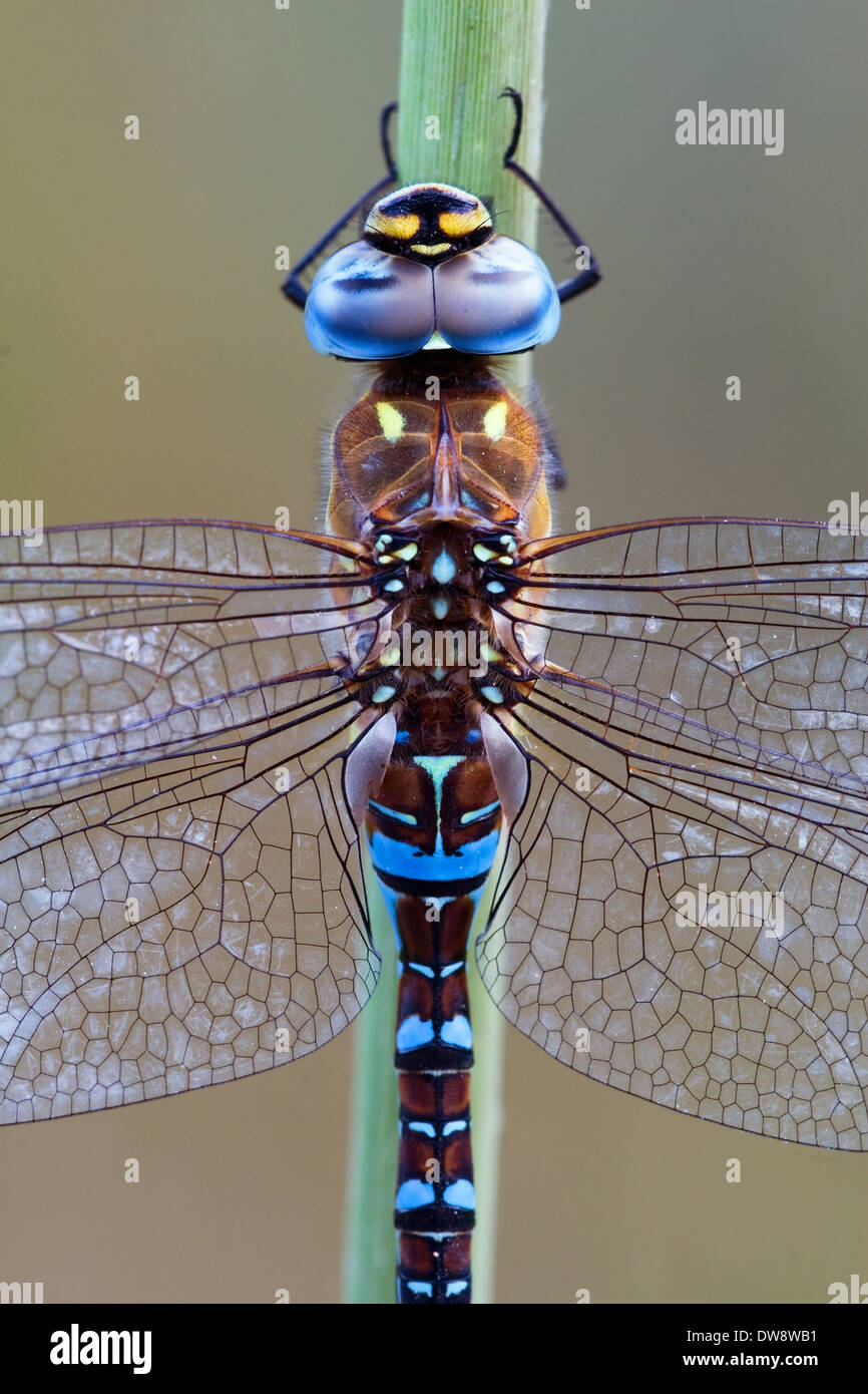 Aeshna mixta, dorsal close up Stock Photo - Alamy