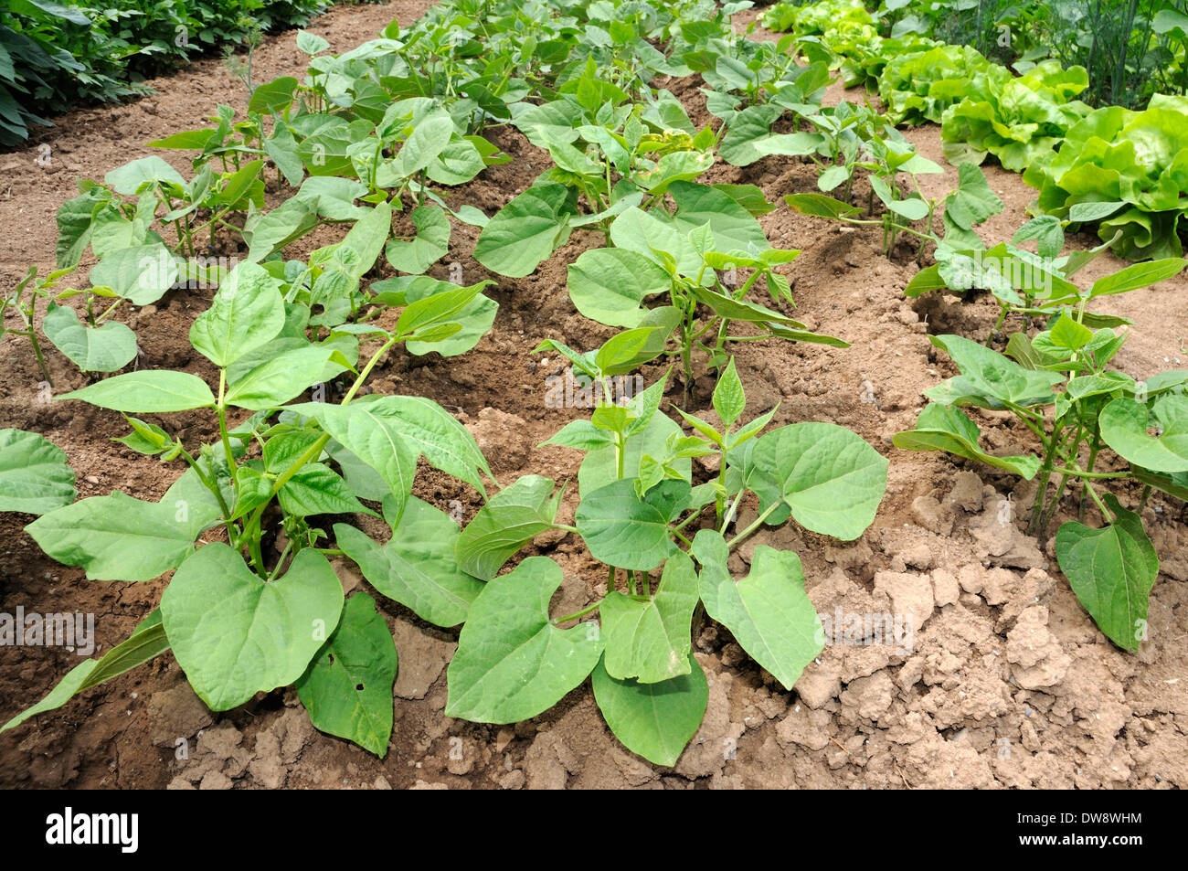 Bush bean plant hi-res stock photography and images - Alamy