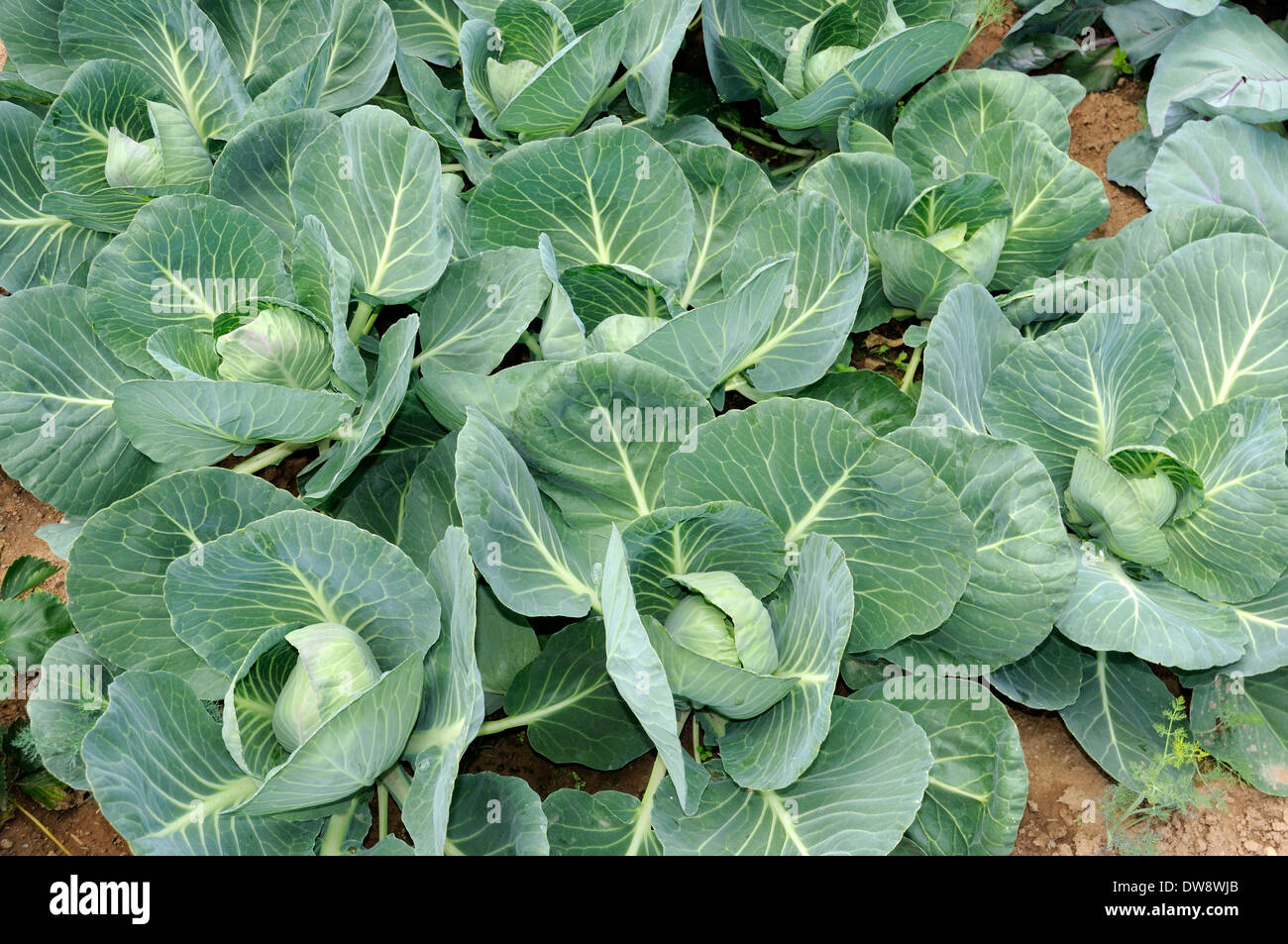 White cabbage hi-res stock photography and images - Alamy