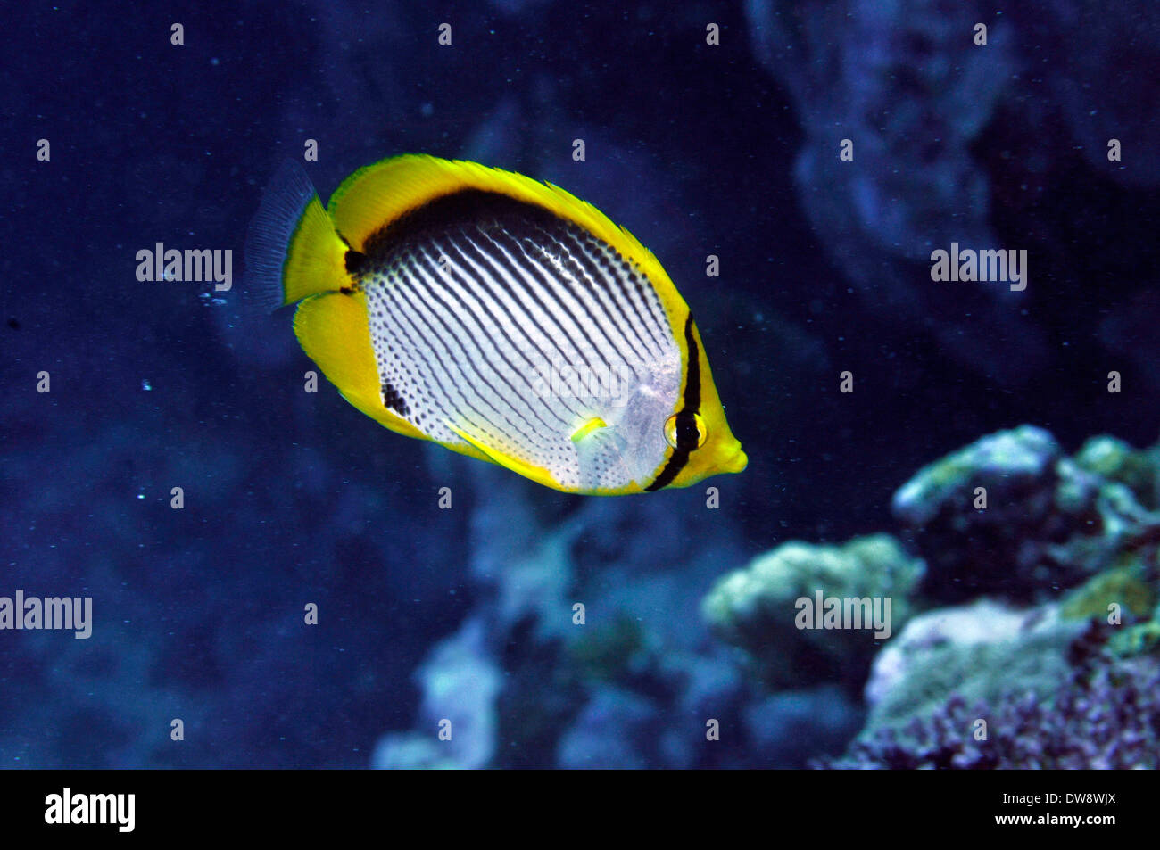 Blackback butterflyfish, Chaetodon melannotus, Avatolu dive site ...