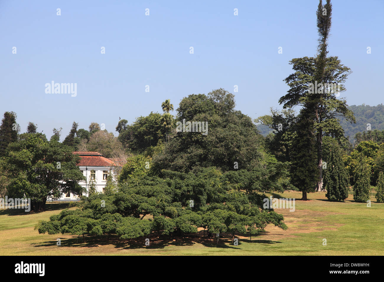 Sri Lanka, Kandy, Peradeniya Botanical Gardens Stock Photo - Alamy