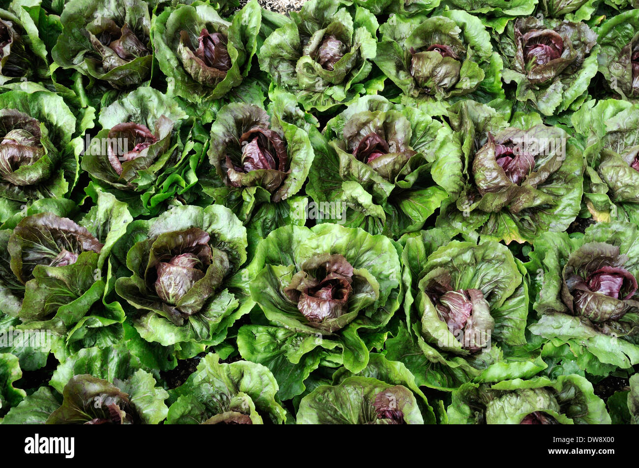 Radicchio plant hi-res stock photography and images - Alamy