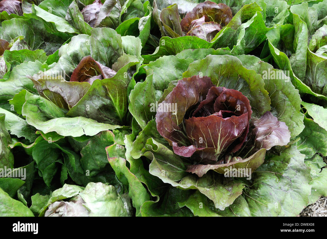 Radicchio plant hi-res stock photography and images - Alamy