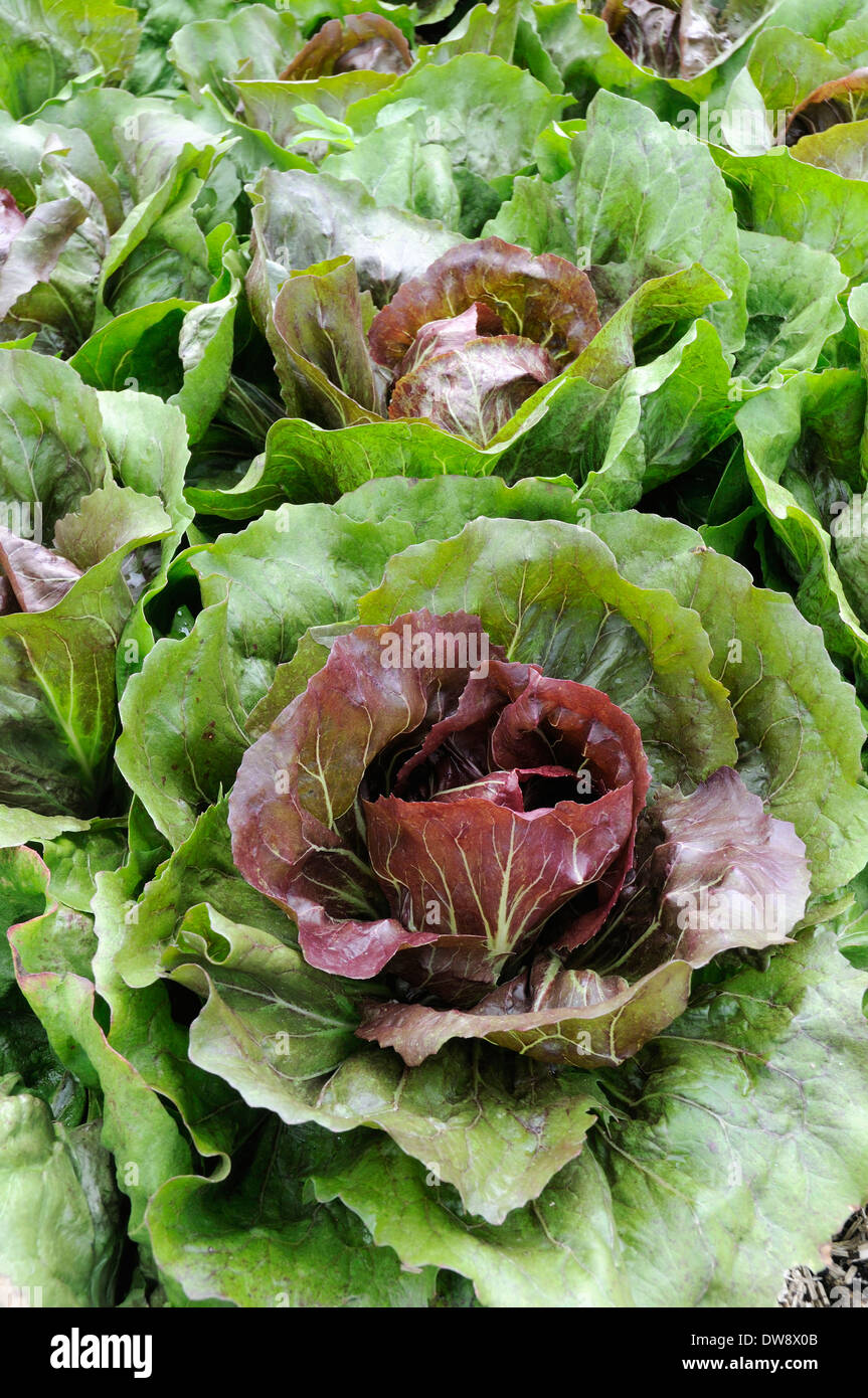 Radicchio plant hi-res stock photography and images - Alamy