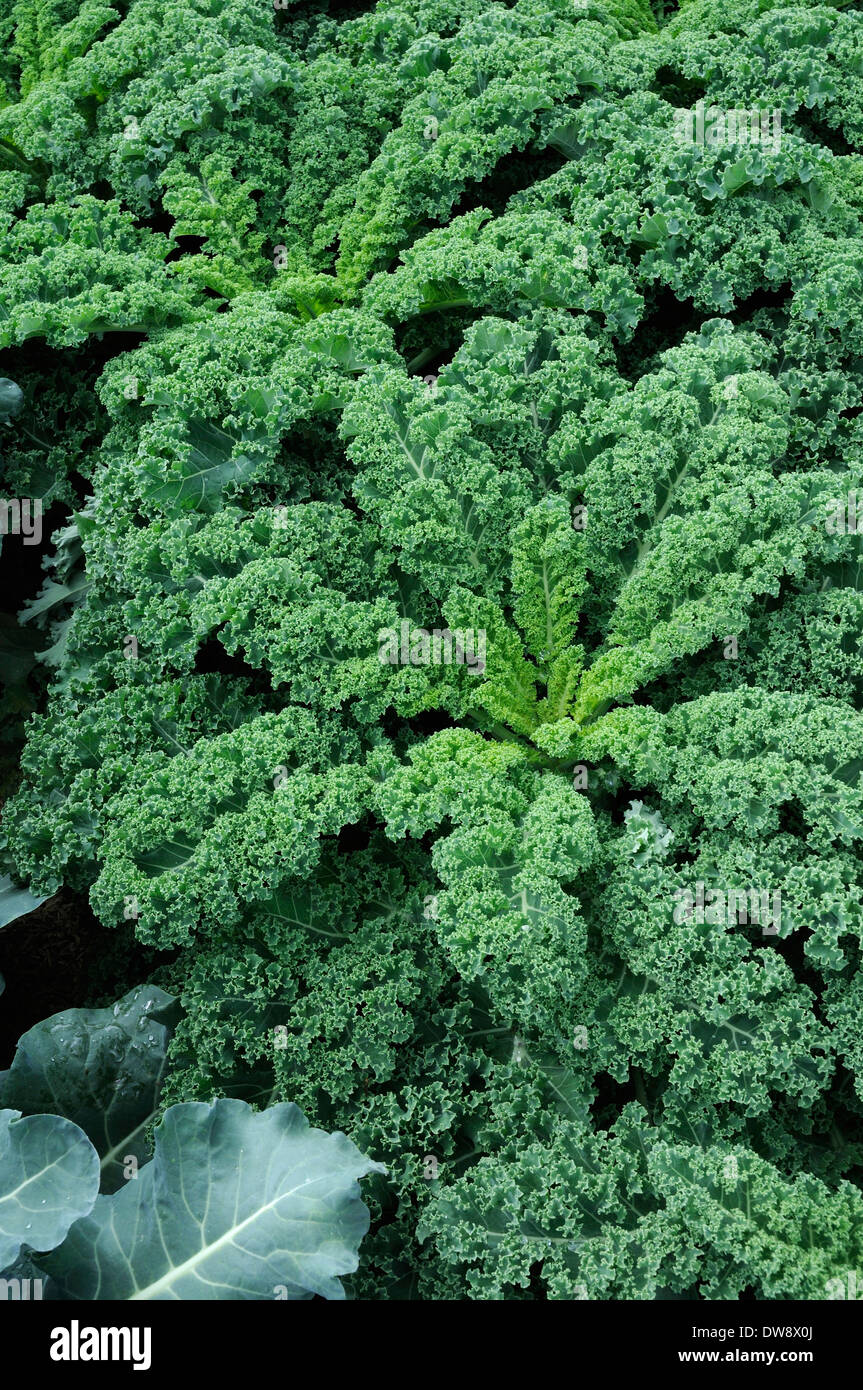 Colewort hi-res stock photography and images - Alamy