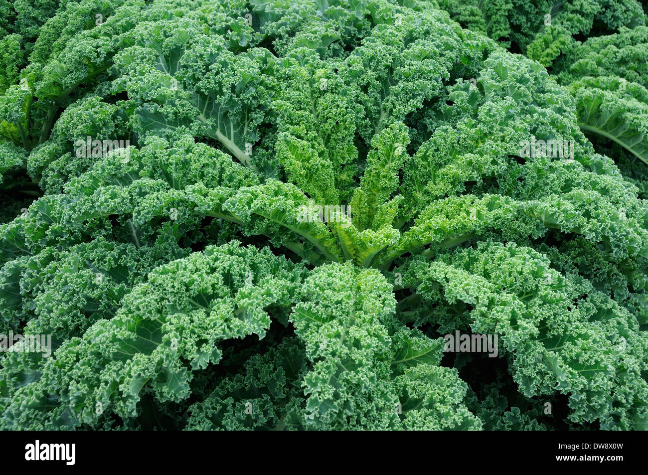 Colewort hi-res stock photography and images - Alamy