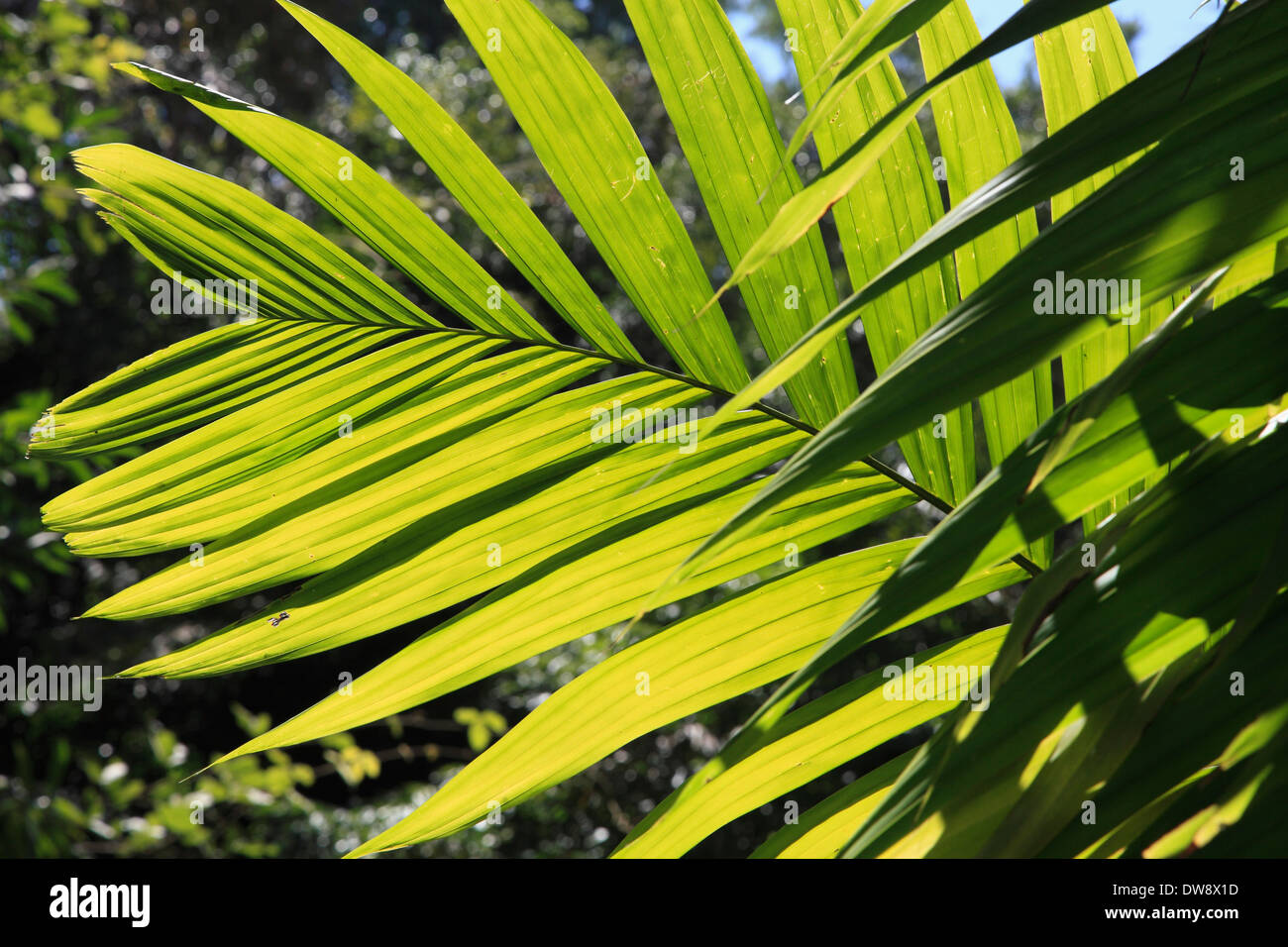Areca concinna hi-res stock photography and images - Alamy