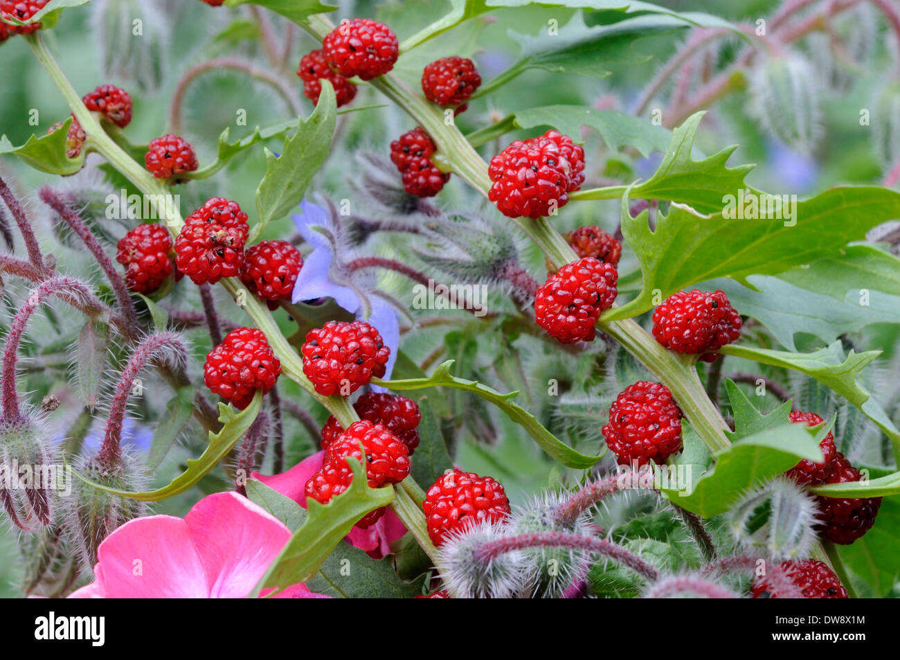Blitum capitatum hi-res stock photography and images - Alamy