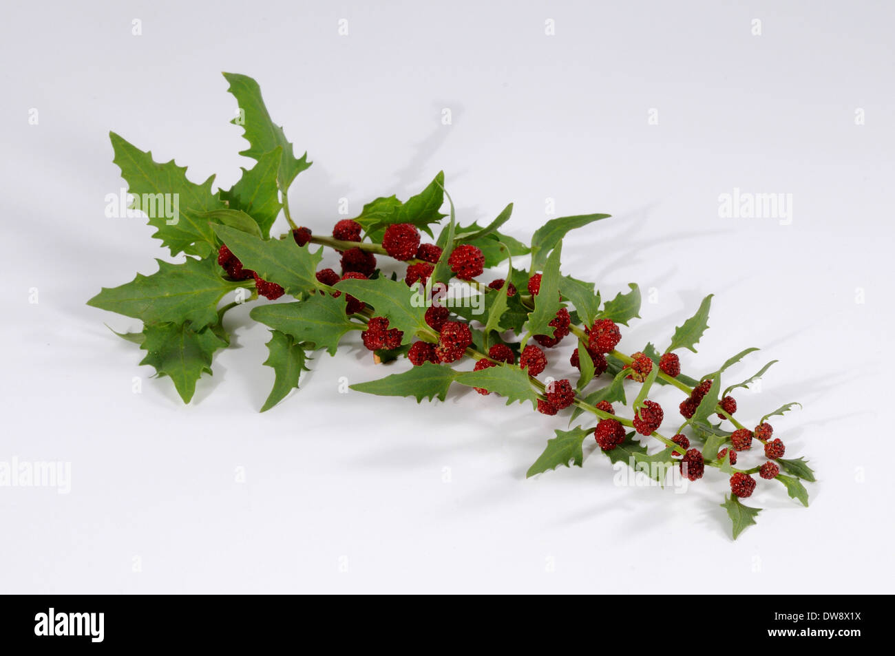 Blitum capitatum hi-res stock photography and images - Alamy