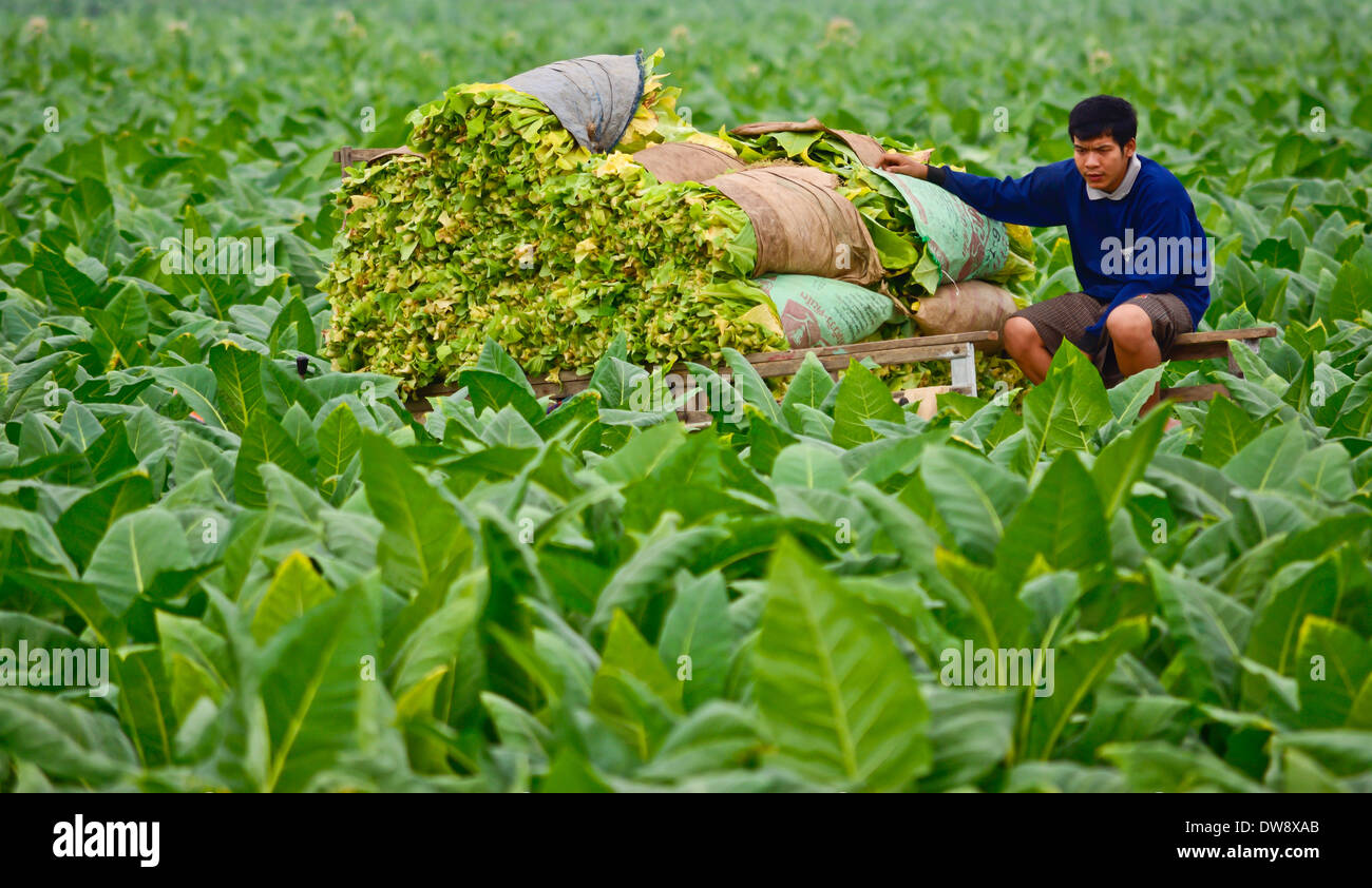 tobacco field in thailand Stock Photo - Alamy