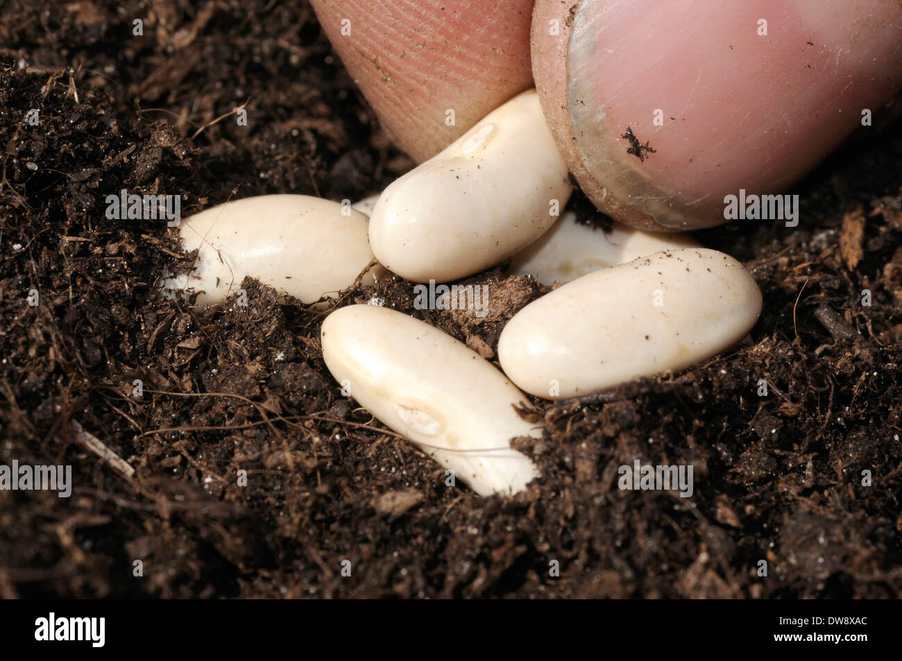 Phaseolus nanus hi-res stock photography and images - Alamy