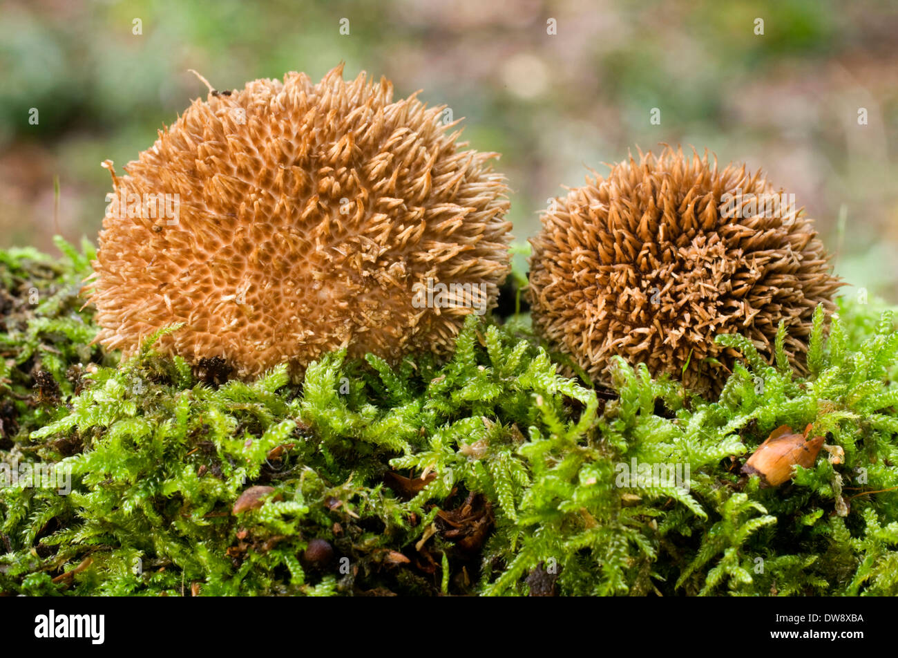 Lycoperdon Echinatum Stock Photos & Lycoperdon Echinatum Stock Images ...