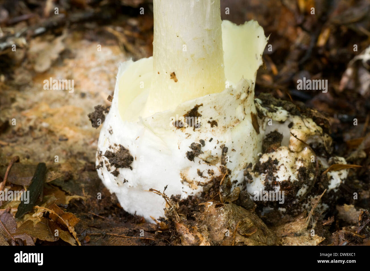 Death cap hi-res stock photography and images - Alamy
