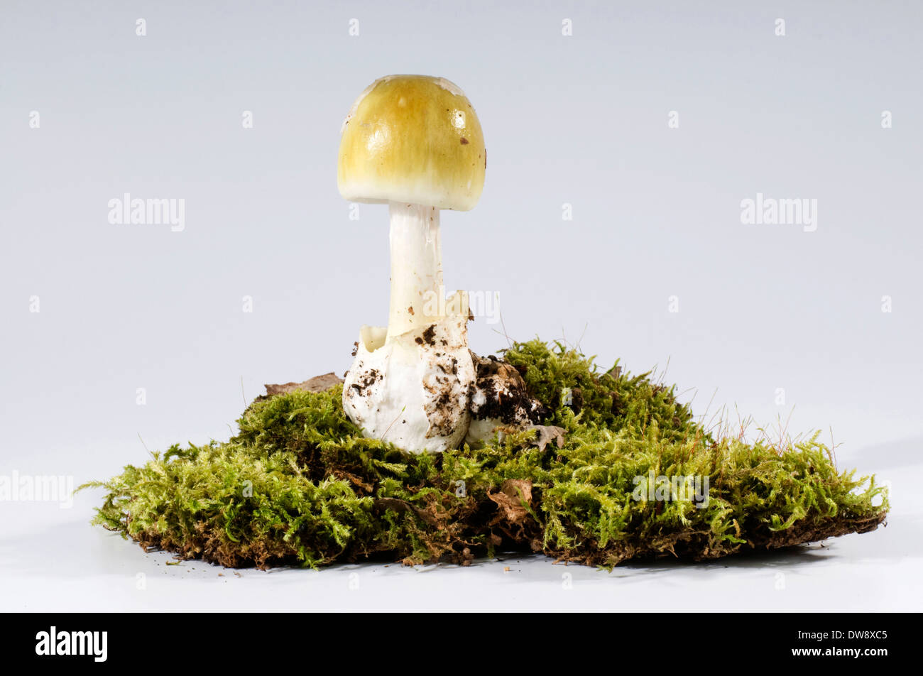 Death cap amanita phalloides cut out hi-res stock photography and ...