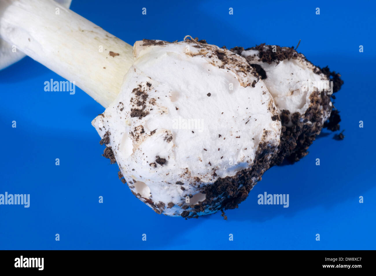 Death cap hi-res stock photography and images - Alamy